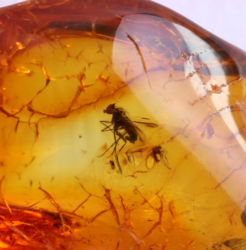Amber Inclusions | Insect Fossils in Amber from Amber SOS - Amber SOS