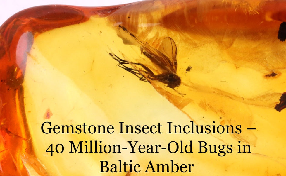 Amber Inclusions | Insect in Amber - Amber SOS