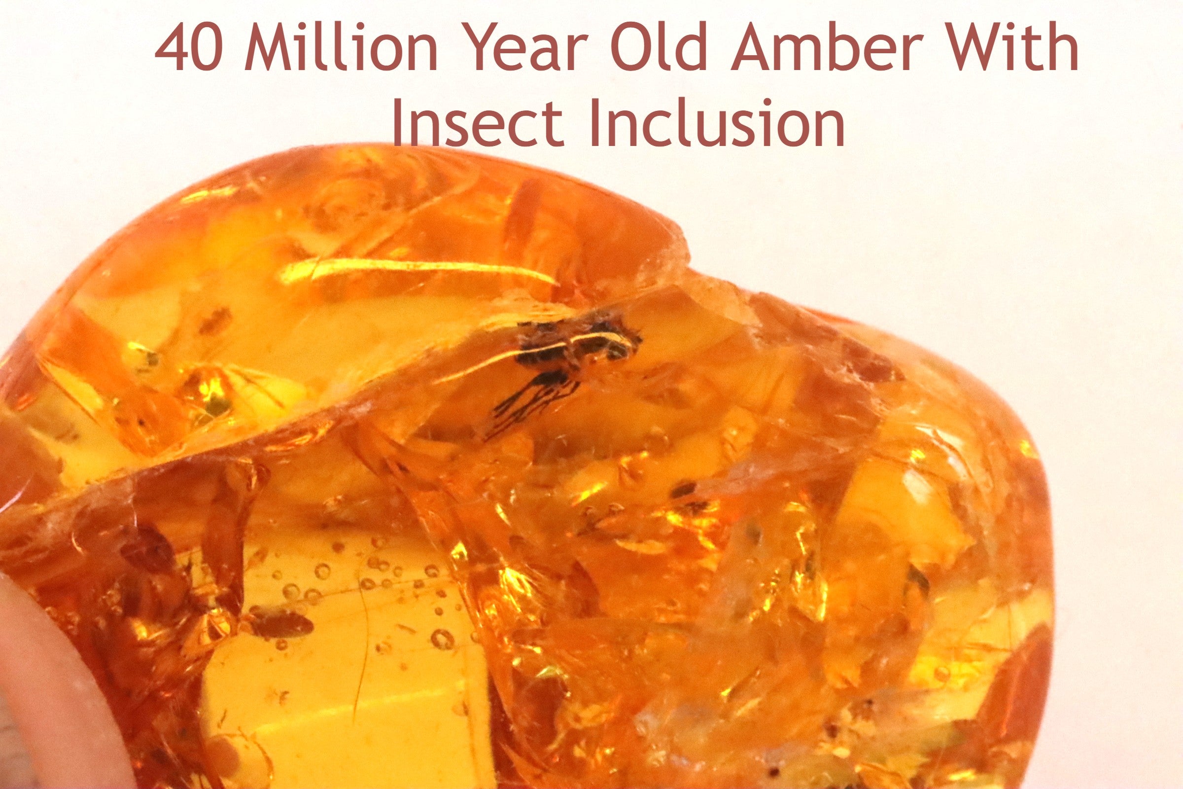 Insect in Baltic Amber | Amber SOS - Amber SOS