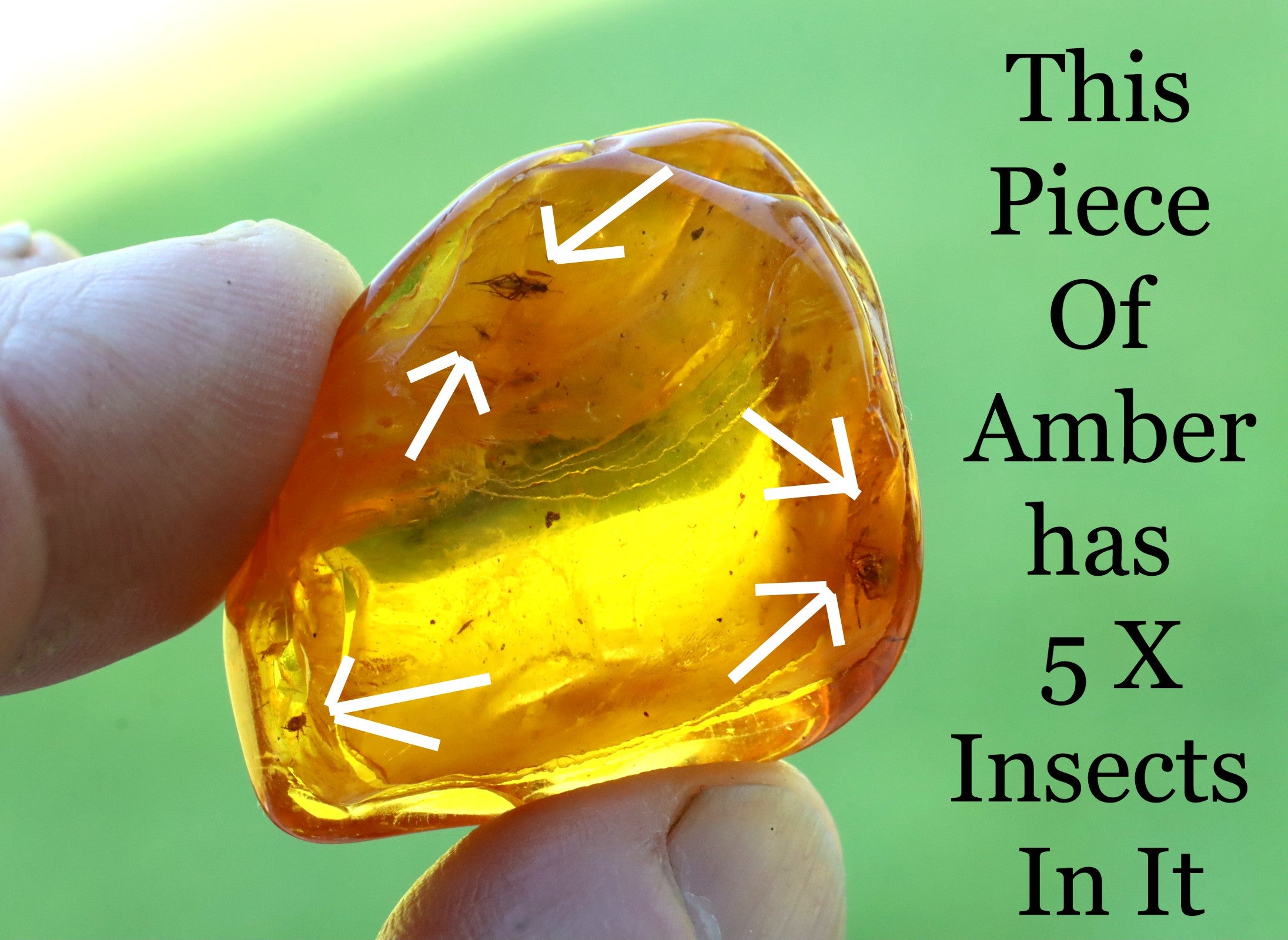 5 Insect Inclusions in Baltic Amber - Amber SOS