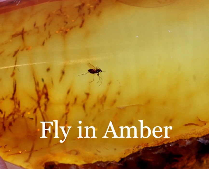Real Amber Insect | Amber SOS - Amber SOS