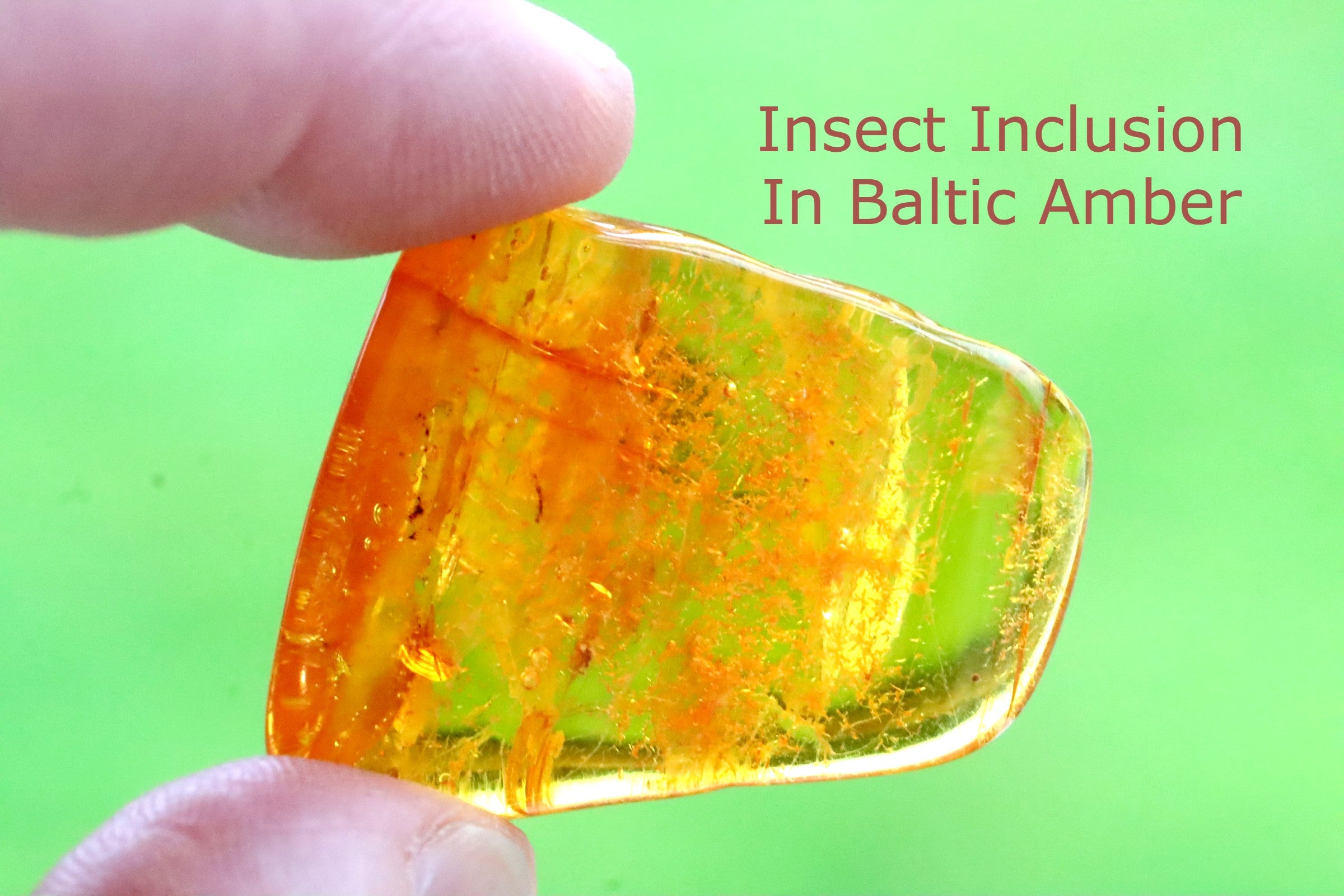 Insect in Amber 40 million year old - Amber SOS