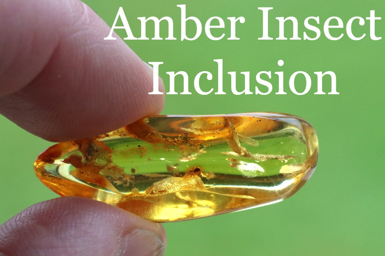 Amber Bug Inclusion - Real and Genuine - Amber SOS